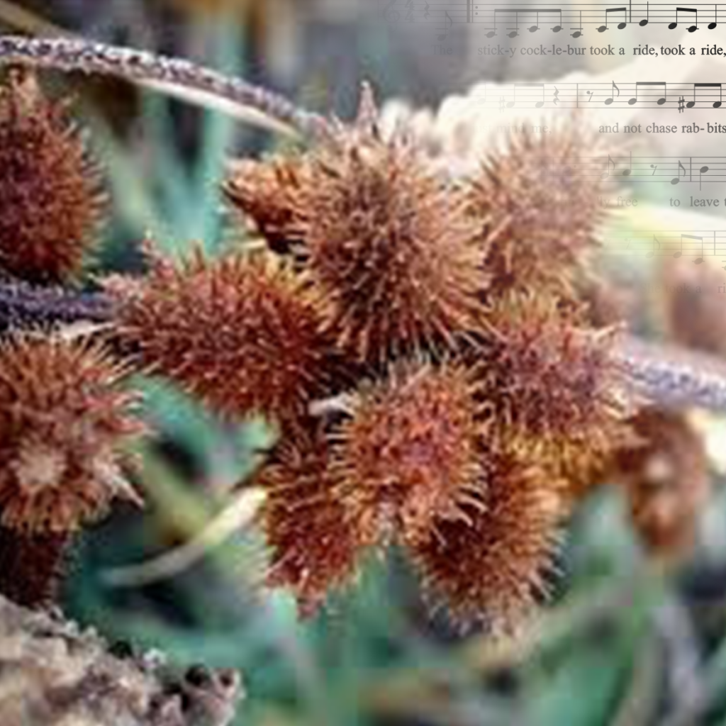 Becky Reardon – Songs for Community about the Natural World